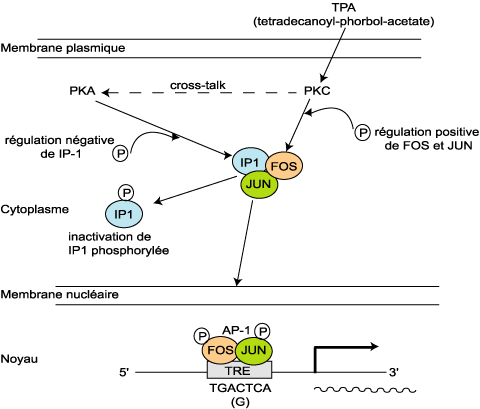 IMGT Web resources: IMGT Education
