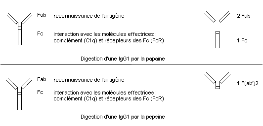 IMGT Web resources: IMGT Education