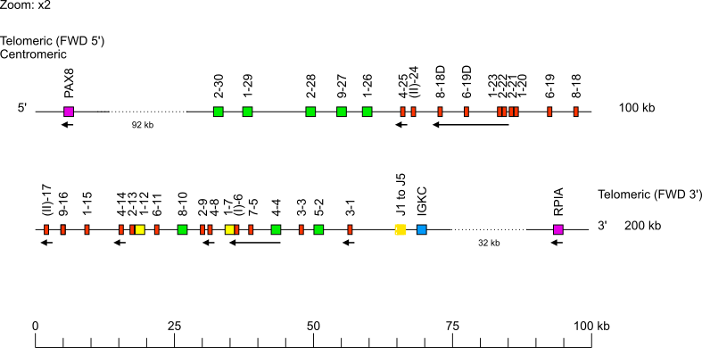 IMGT Repertoire (IG and TR)