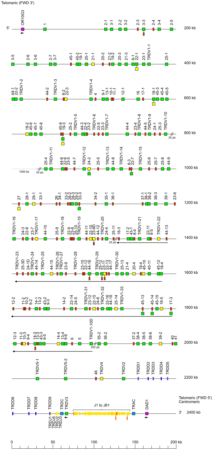 IMGT Repertoire (IG and TR)