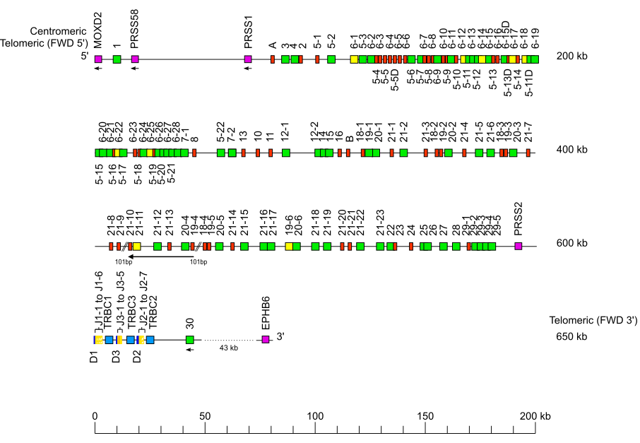 IMGT Repertoire (IG and TR)