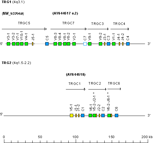IMGT Repertoire (IG and TR)