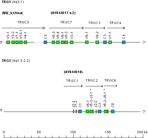 IMGT Repertoire (IG and TR)