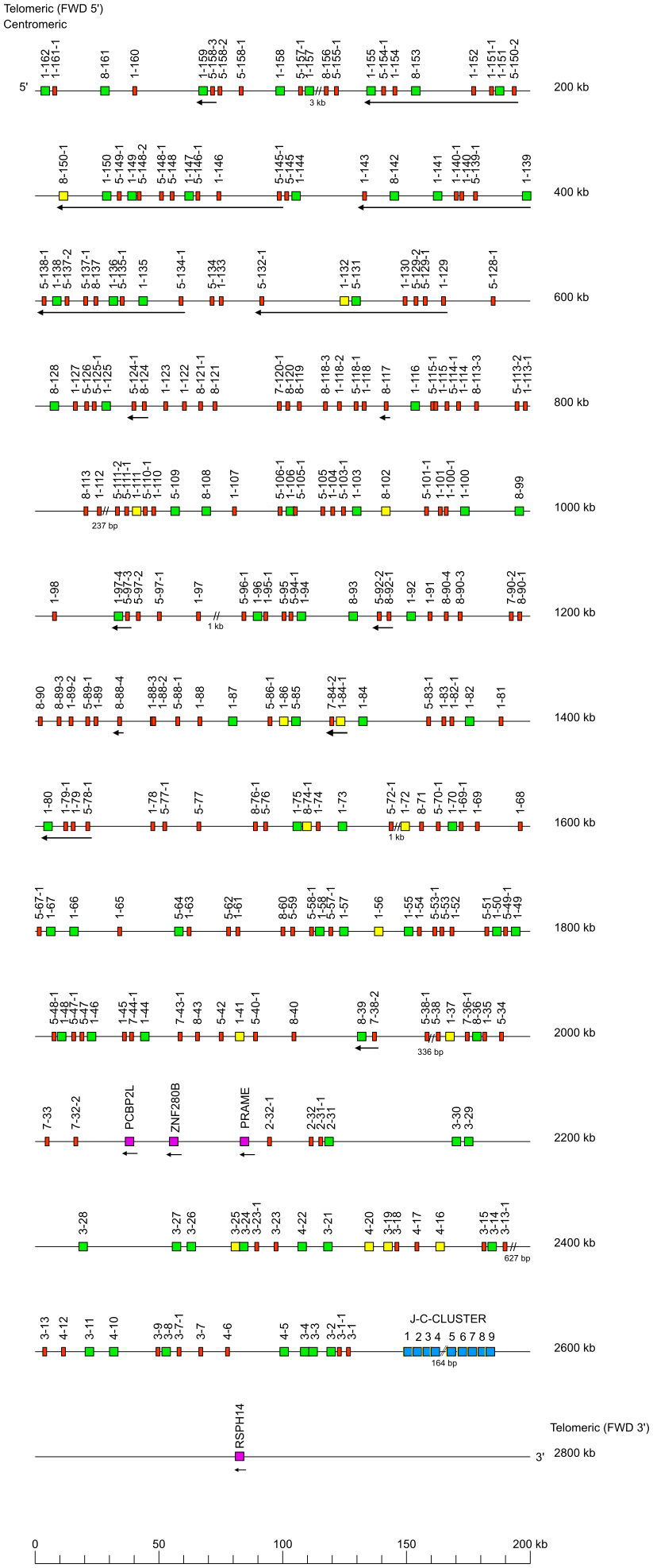 IMGT Repertoire (IG and TR)