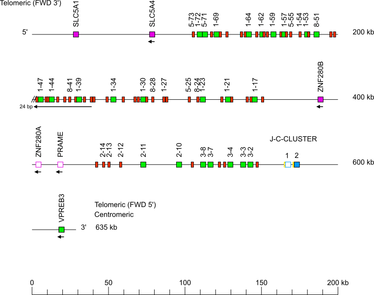 IMGT Repertoire (IG and TR)