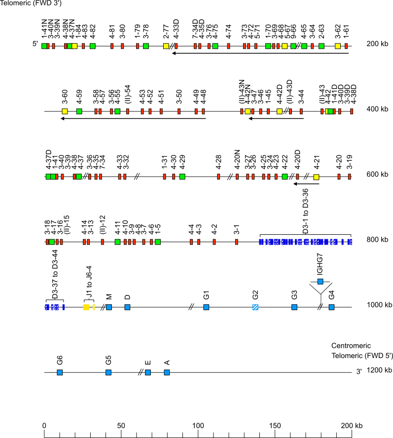IMGT Repertoire (IG and TR)