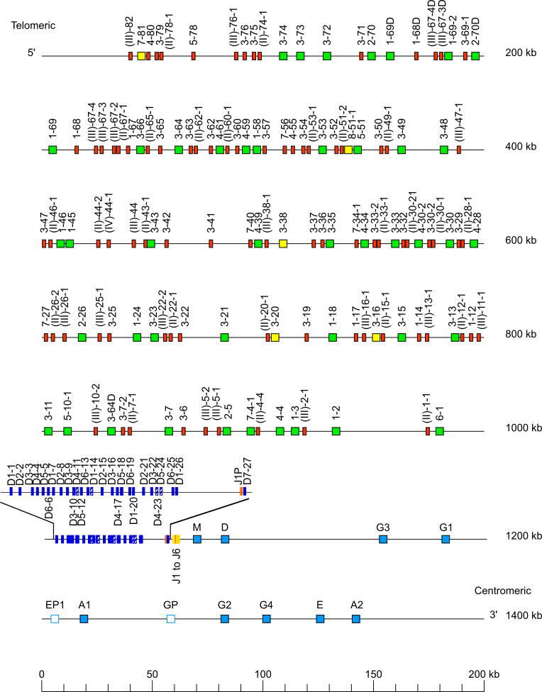 IMGT Repertoire (IG and TR)