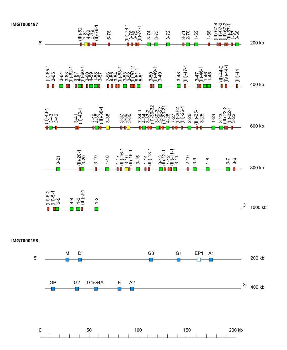 IMGT Repertoire (IG and TR)