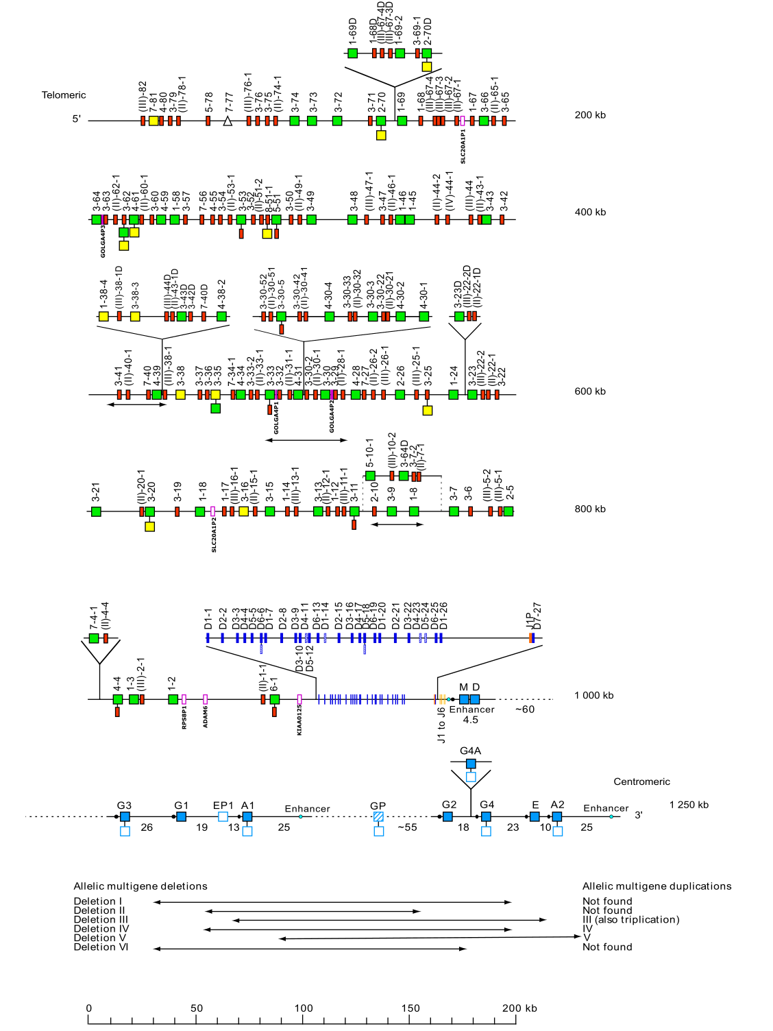 IMGT Repertoire (IG and TR)