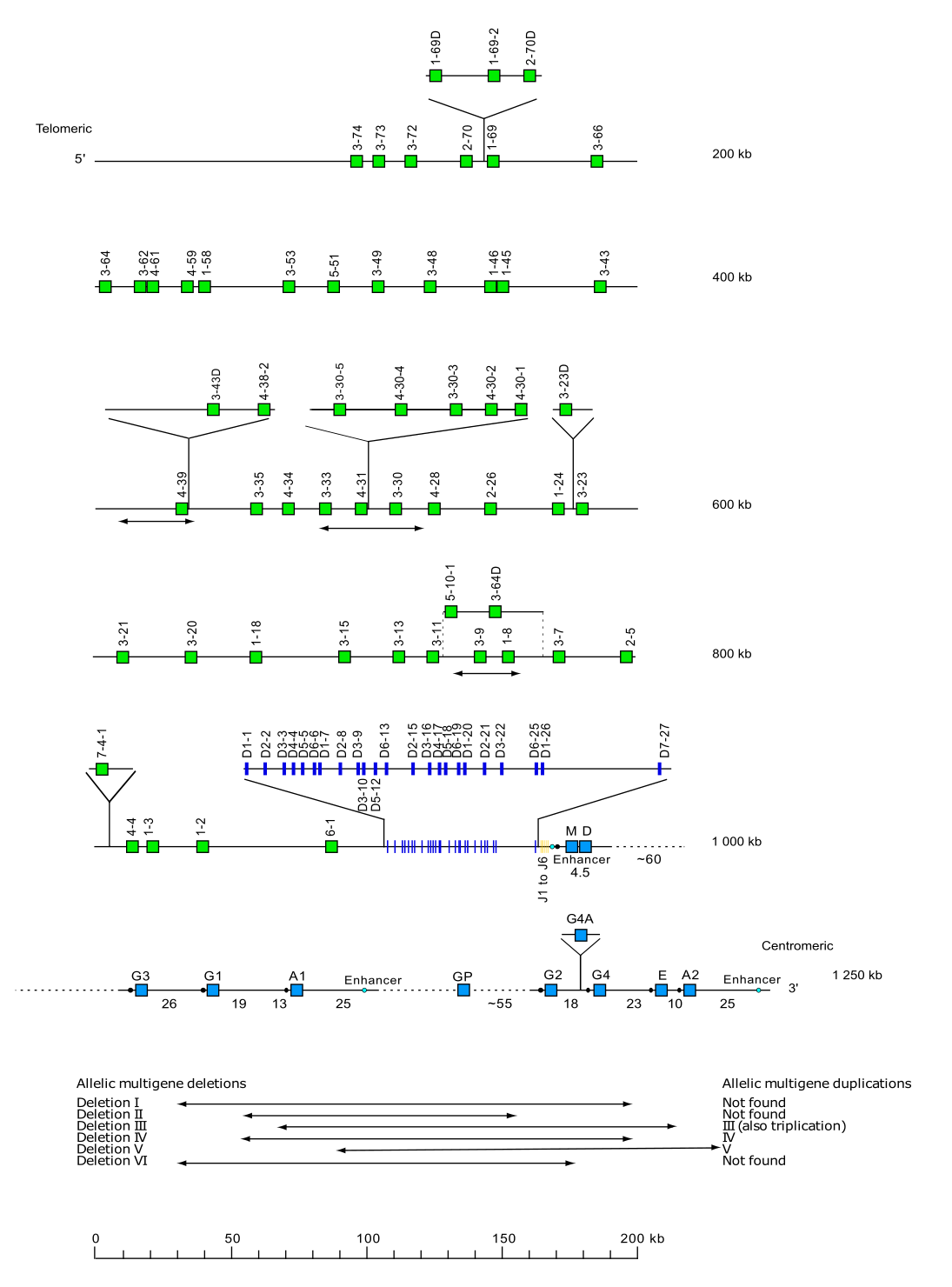IMGT Repertoire (IG and TR)