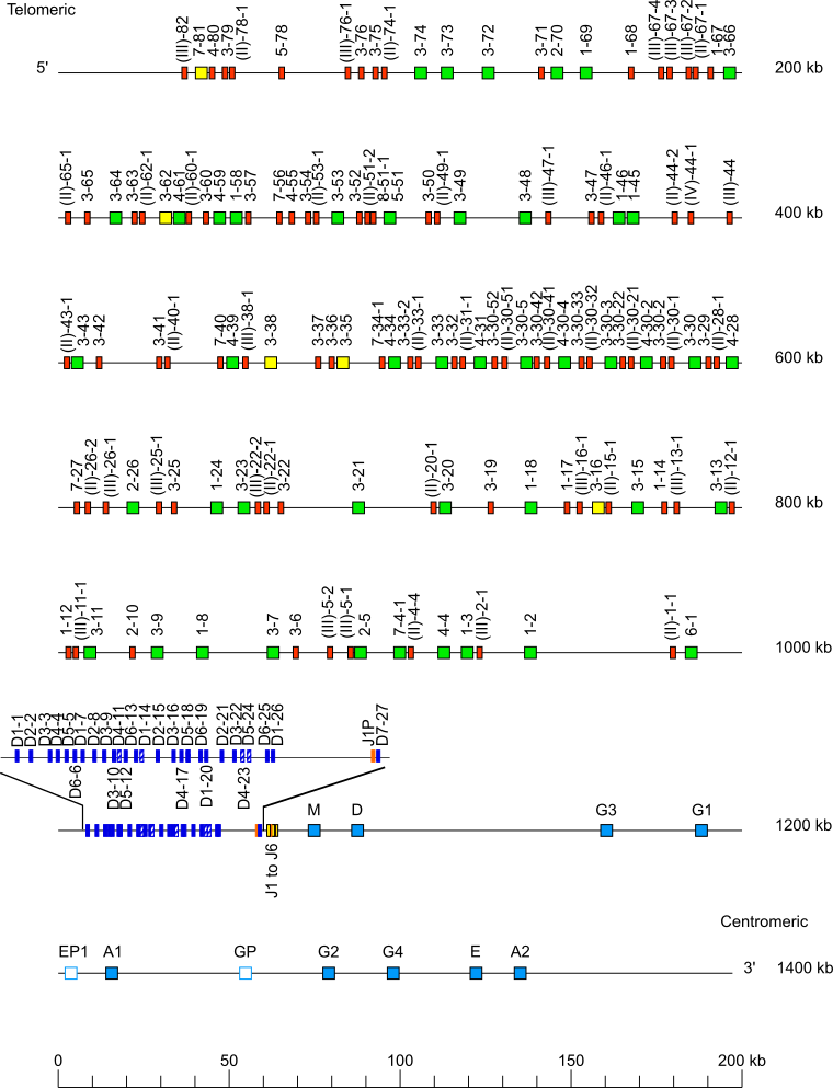 IMGT Repertoire (IG and TR)
