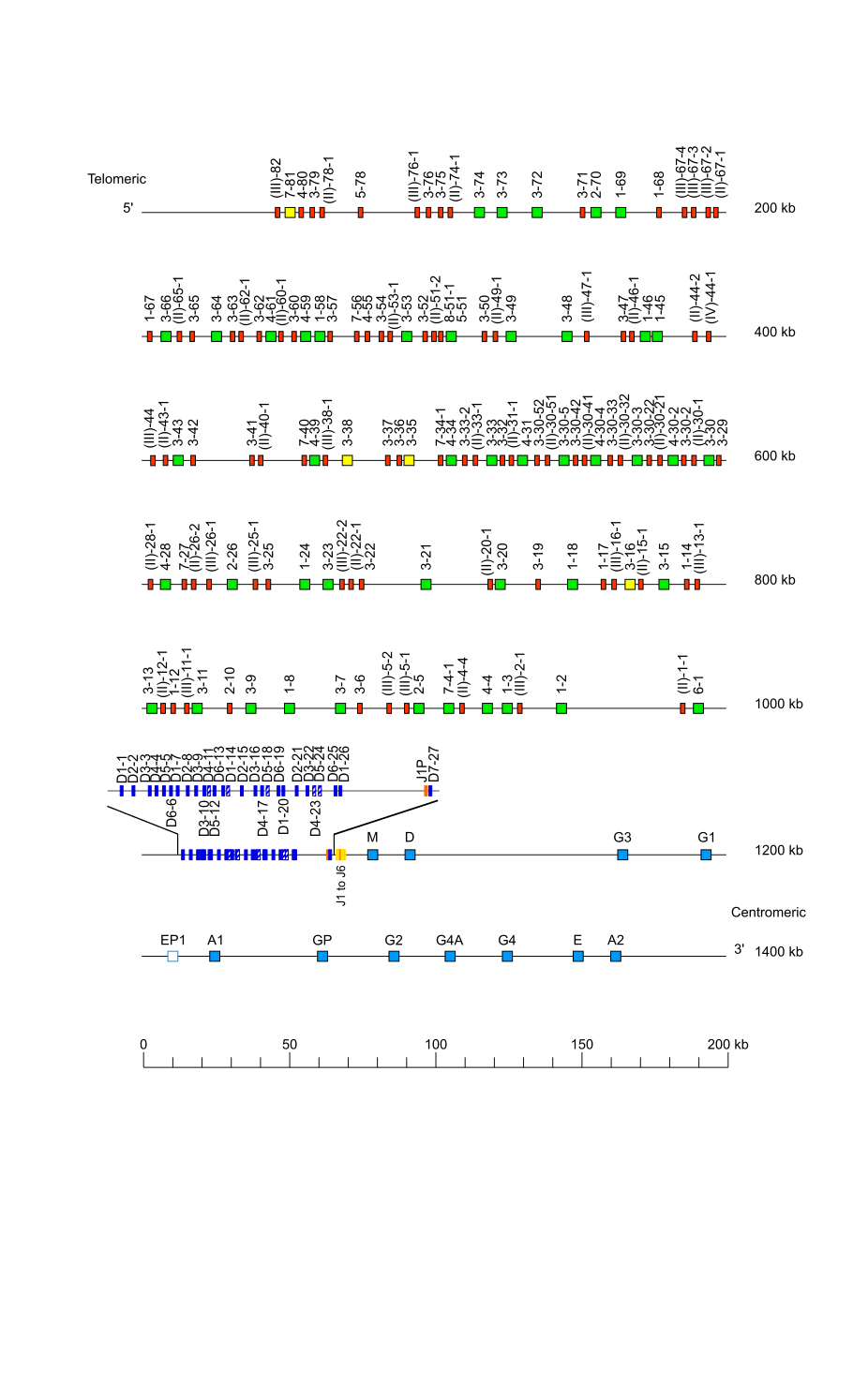 IMGT Repertoire (IG and TR)