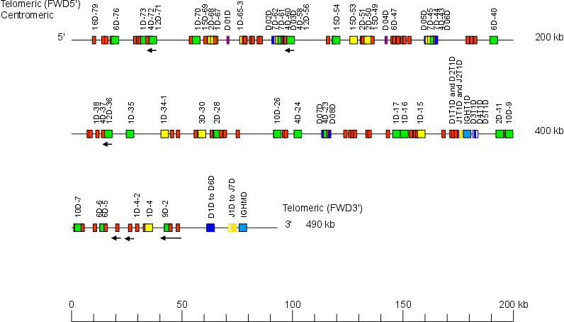 IMGT Repertoire (IG and TR)