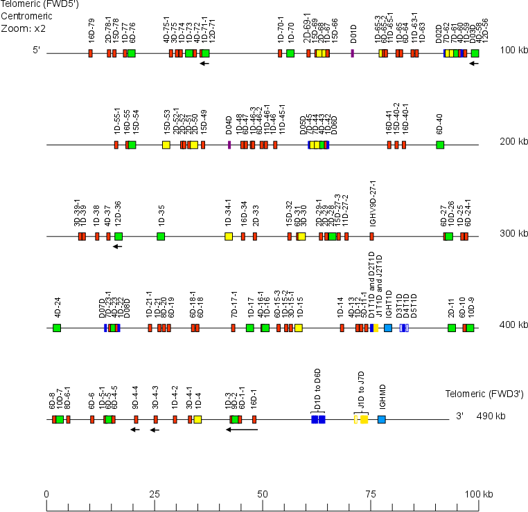 IMGT Repertoire (IG and TR)