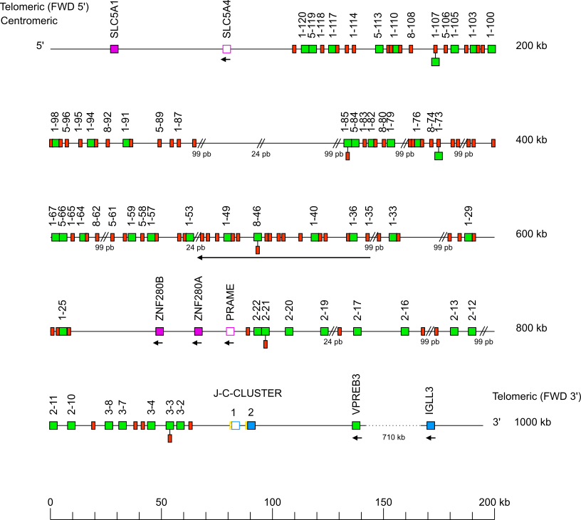 IMGT Repertoire (IG and TR)