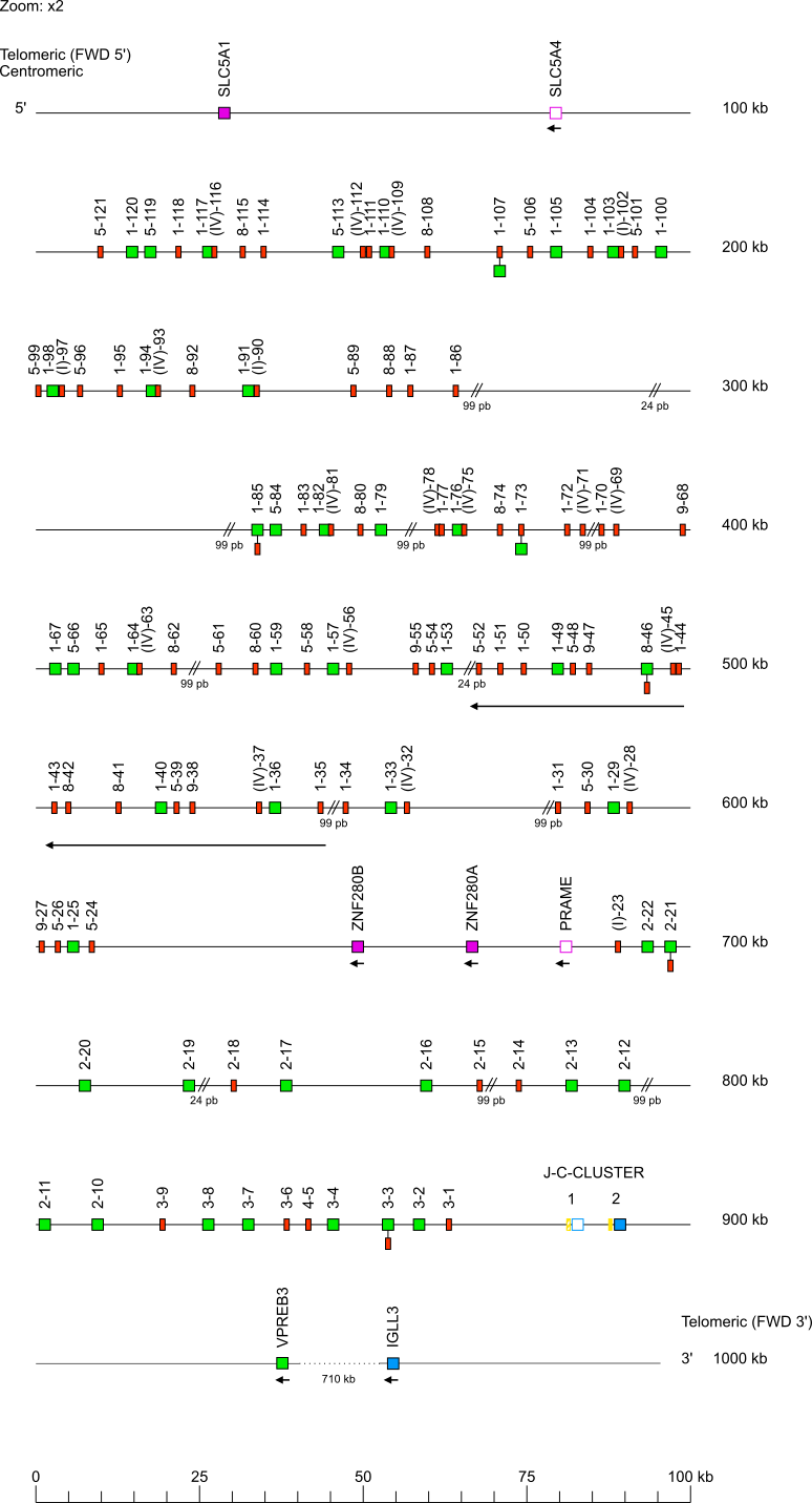 IMGT Repertoire (IG and TR)