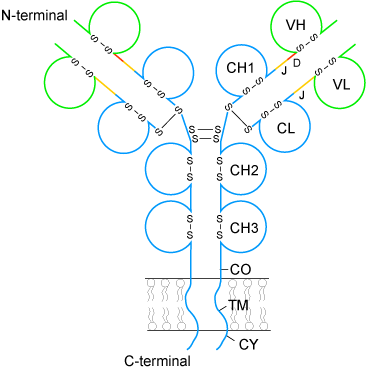 IMGT Scientific chart