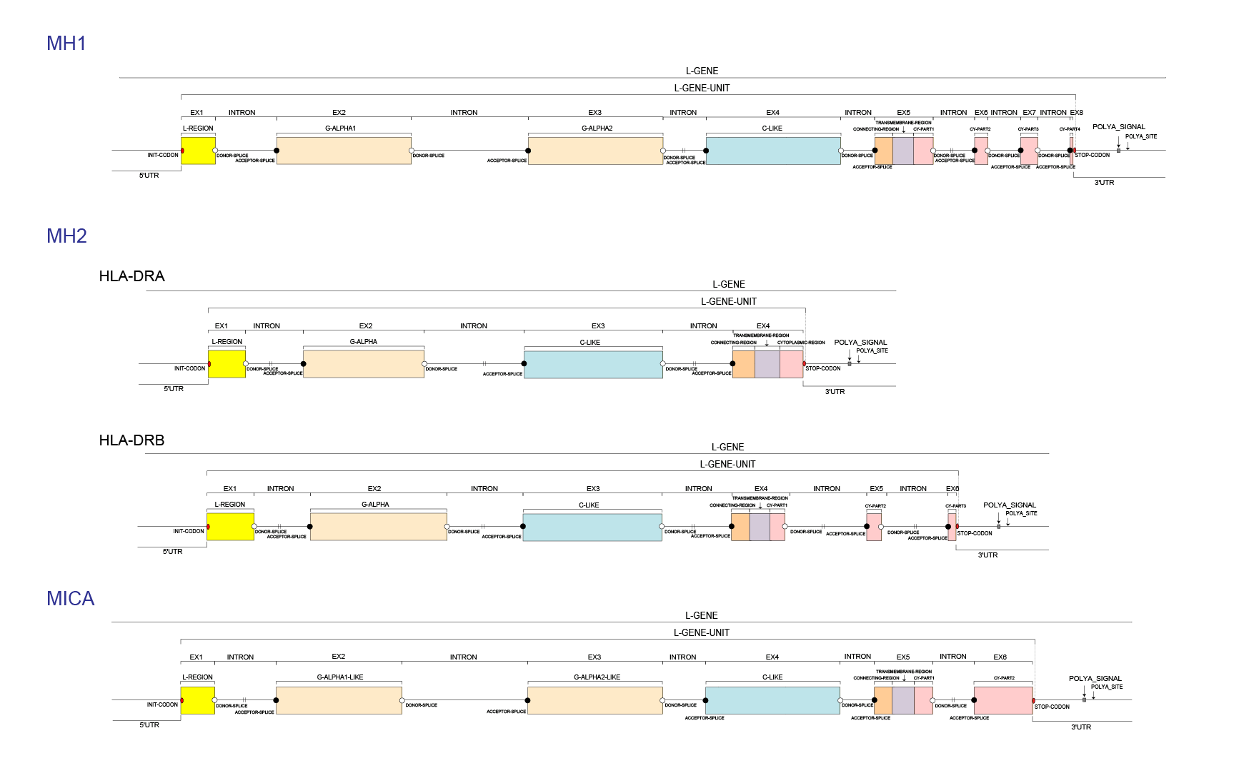 IMGT Scientific chart