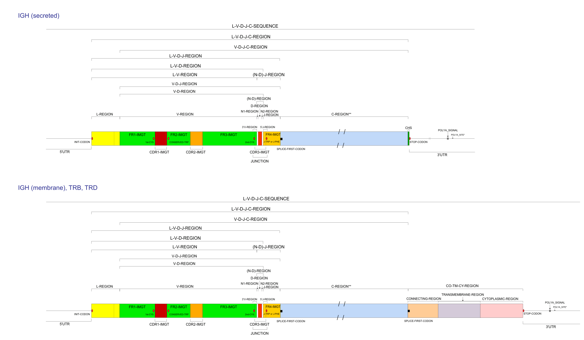 IMGT Scientific chart