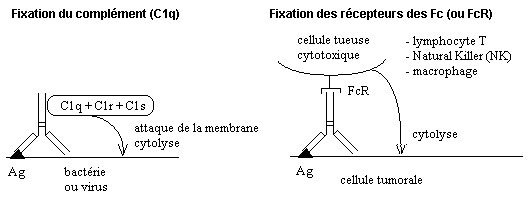 IMGT Web resources: IMGT Education