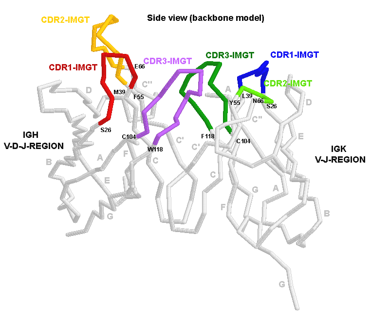 IMGT Web resources: IMGT repertoire