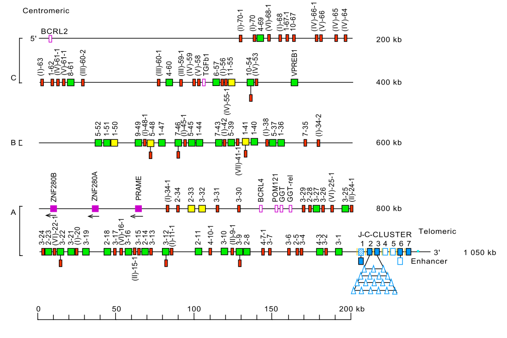 IMGT Repertoire (IG and TR)