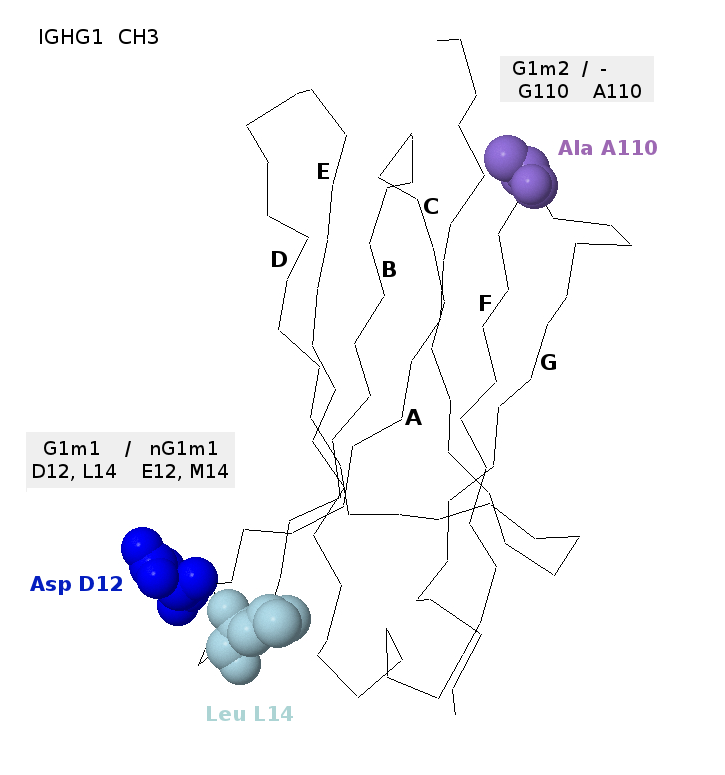IMGT Repertoire (IG and TR)